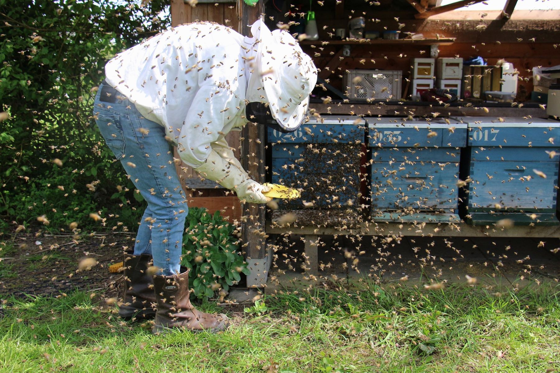 Techniques to Stop Your Honeybees from Swarming – Mother Earth News